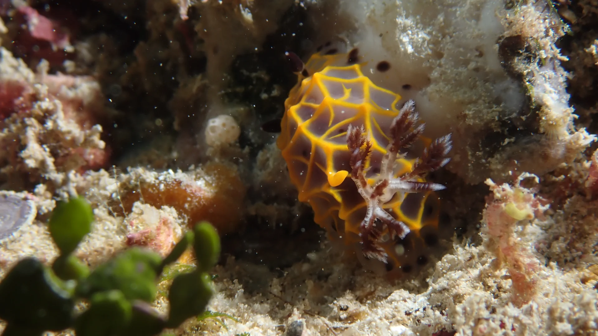 Macro Creatures in Diani: A Macro Diver’s Dream