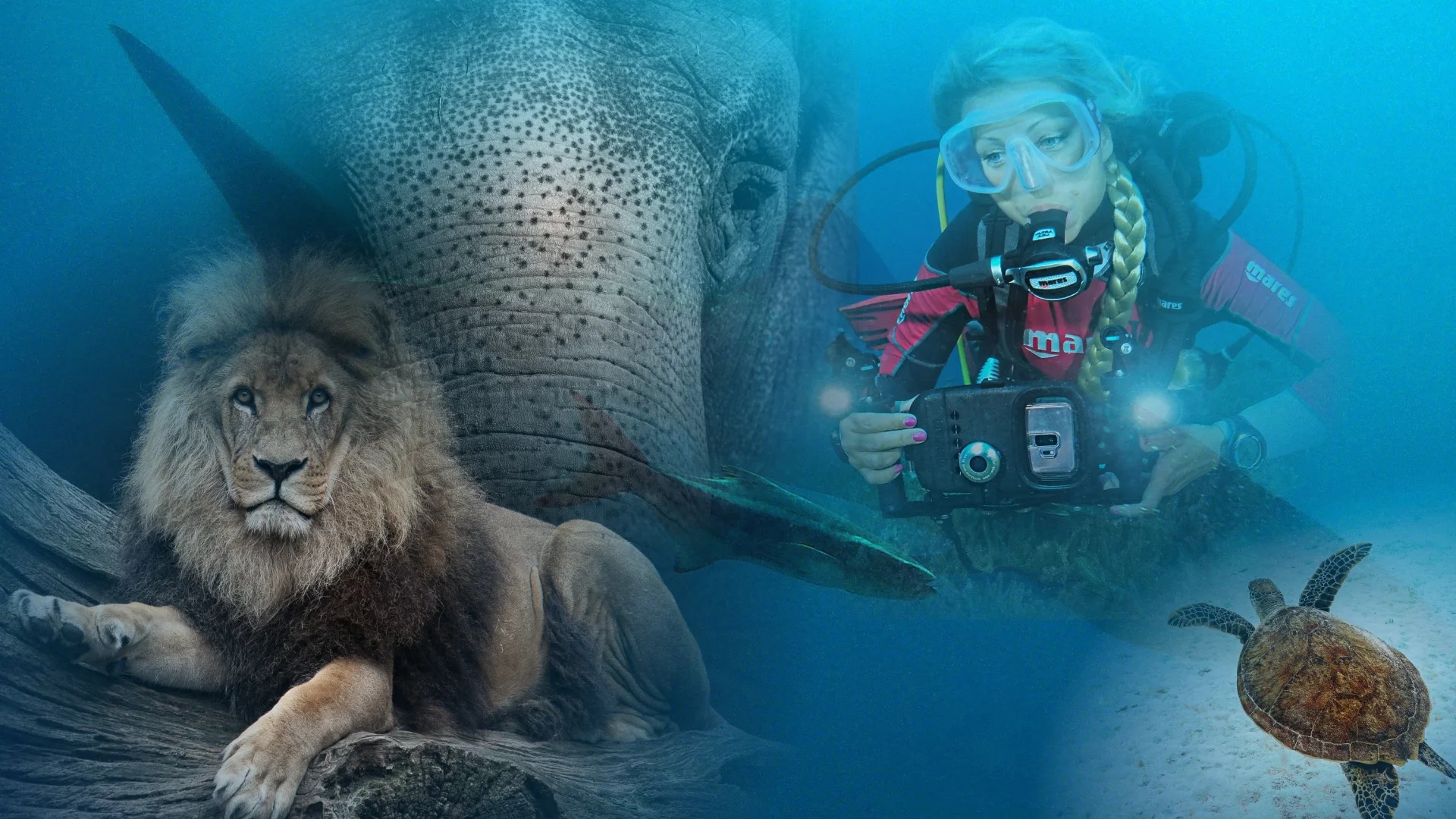 Kenya Dive Safaris: Combine the Ocean with a Classic Land Safari